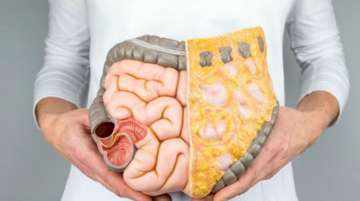 El mesenterio, el nuevo órgano del cuerpo humano - Gadgets Magazine