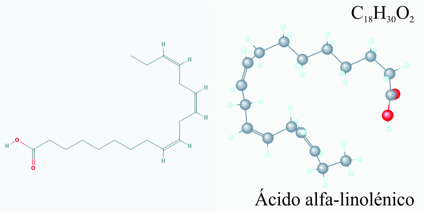 Cómo es el Ácido linoleico - Gadgets Magazine